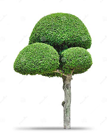 Fancy Shaped Decorative Tree Stock Image - Image of natural, bush ...