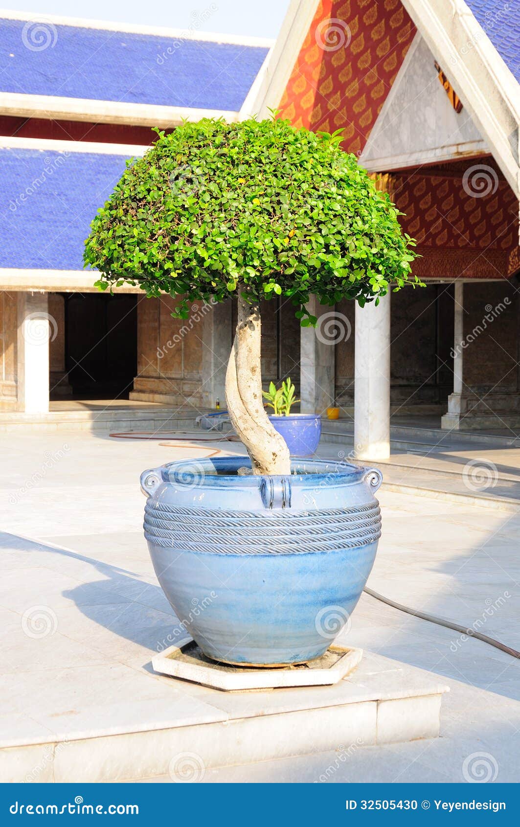 Fancy Shaped Decorative Tree Stock Photo - Image of bonsai, botanic ...