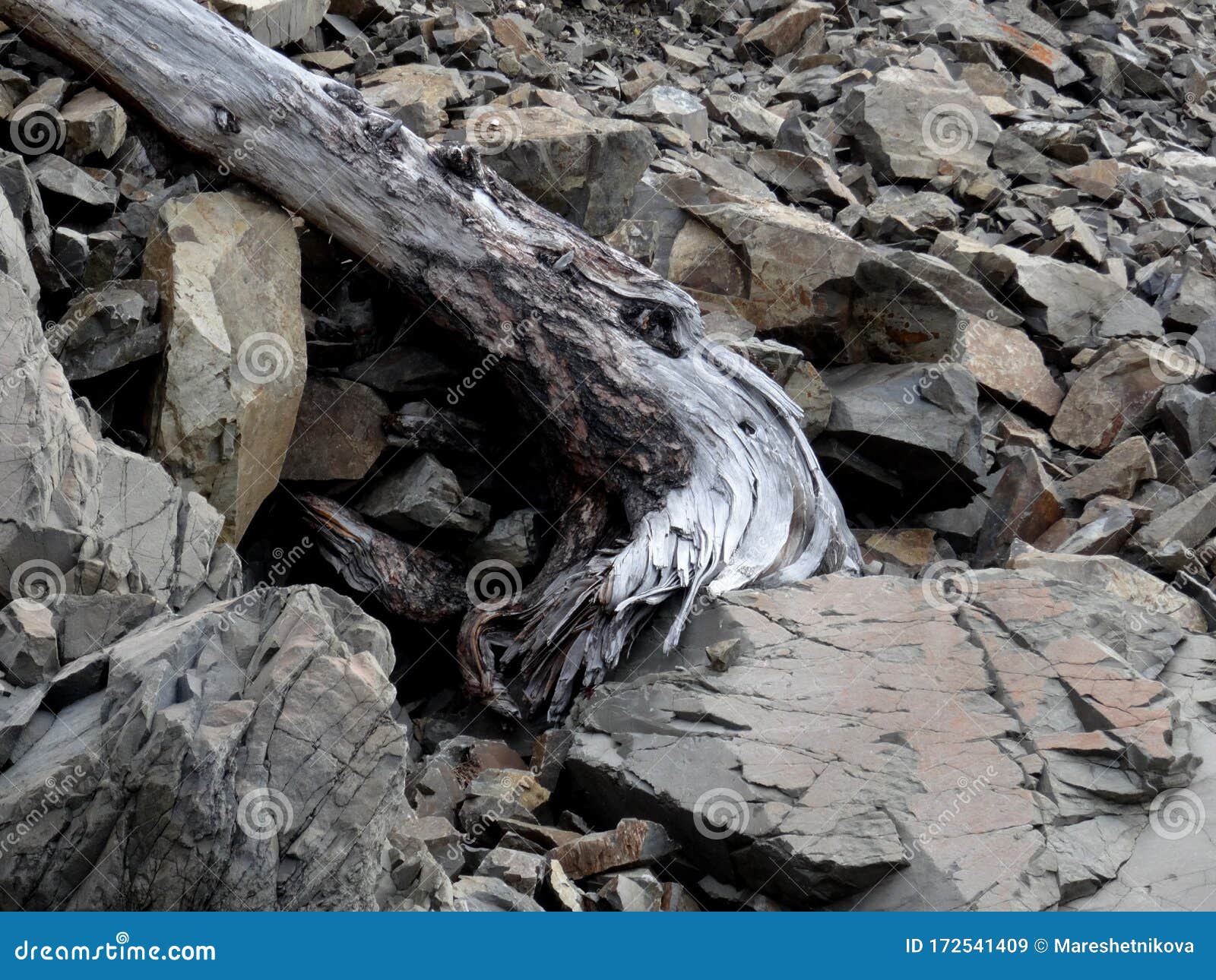 Fancy-shaped Snag on Textured Stones Stock Image - Image of landscape ...