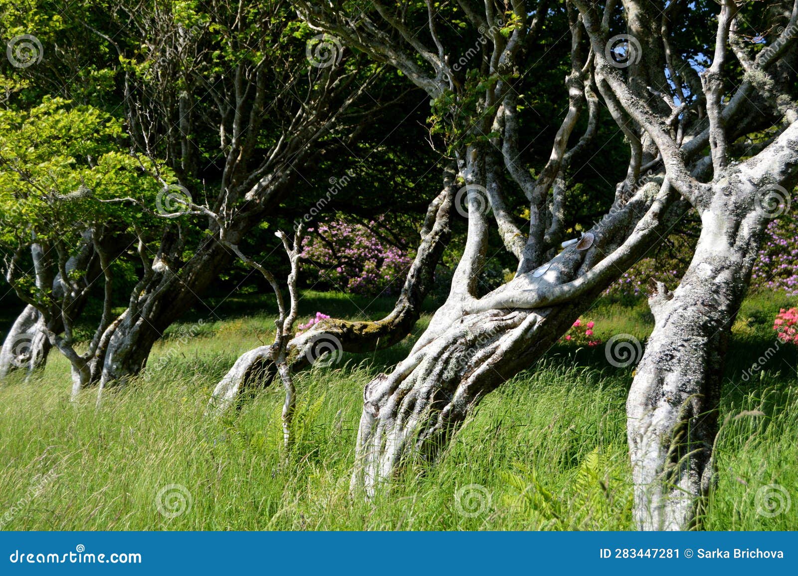 Fancy Shaped Decorative Tree Stock Photography | CartoonDealer.com ...