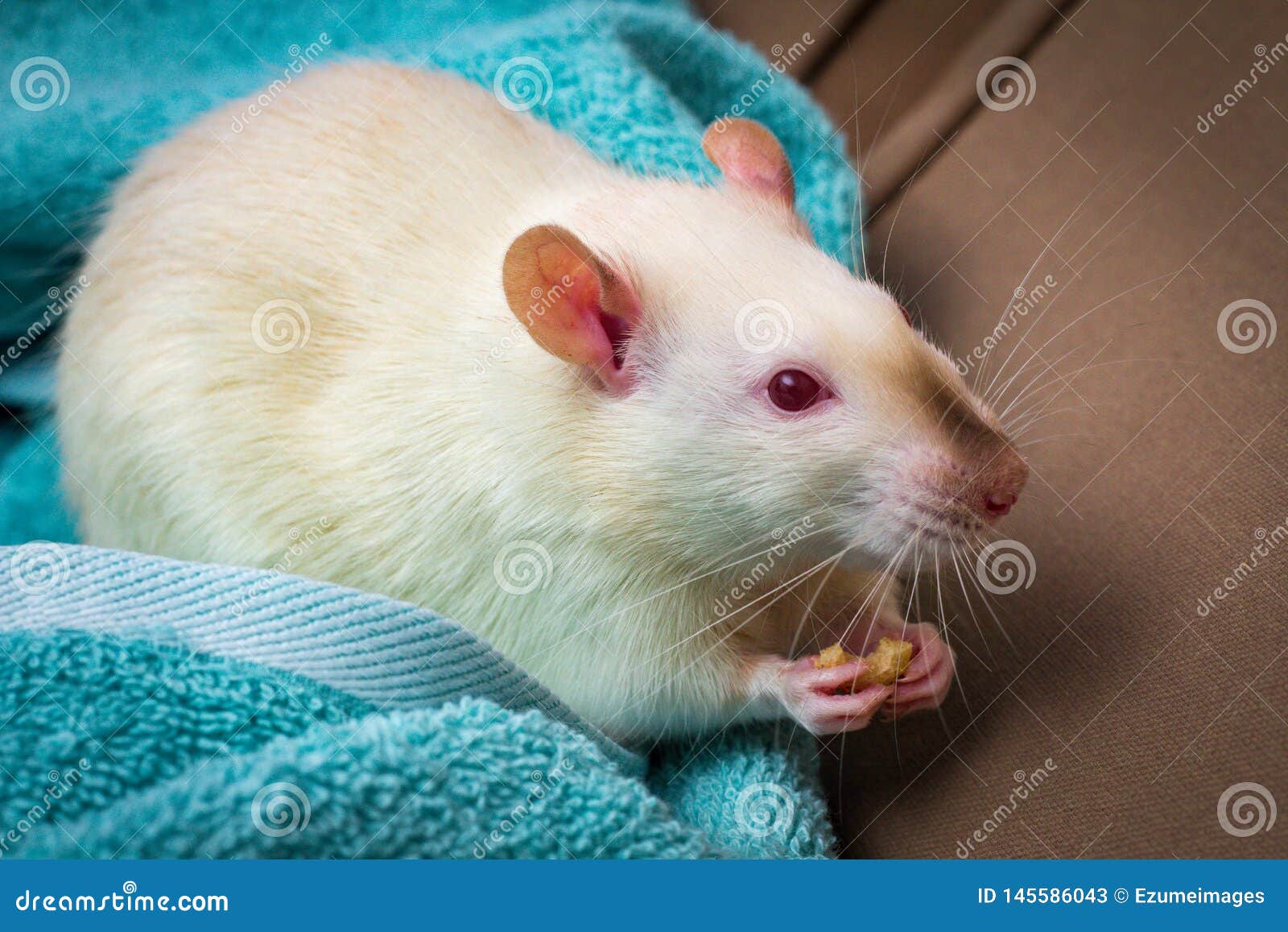 Himalayan Rat Colors