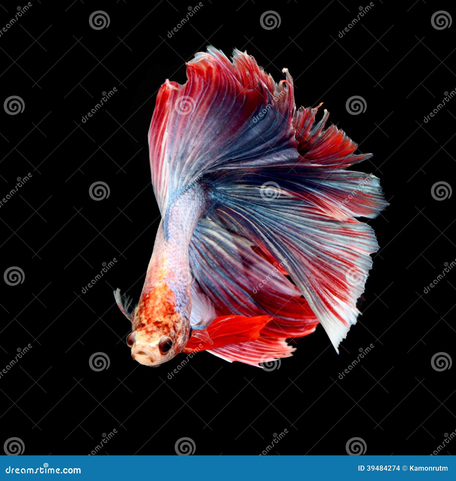 Fancy Siamese Fighting Fish, Betta Fish Stock Photo - Image of aquarium ...