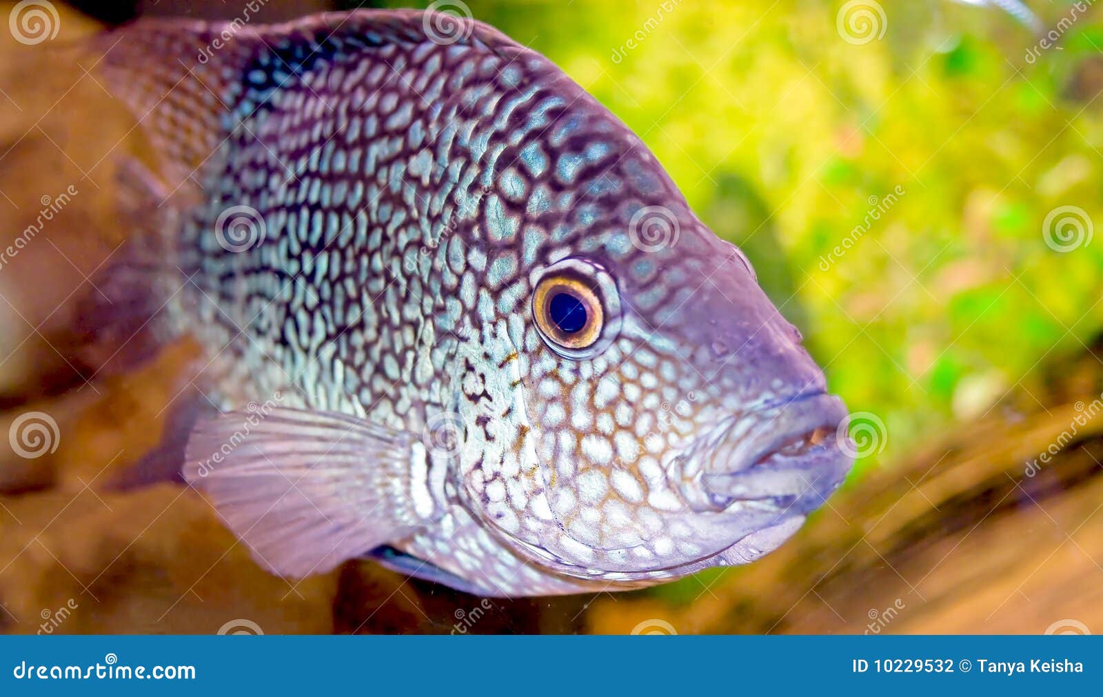 Fancy spotted fish stock photo. Image of egypt, exotic - 10229532