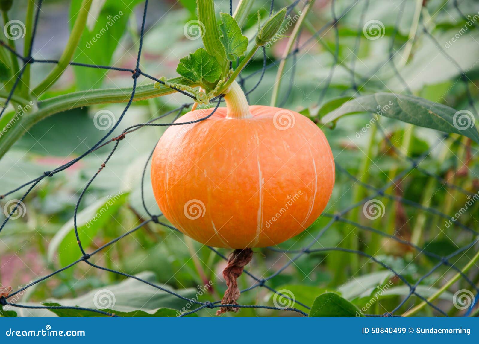 Fancy squash crop stock image. Image of fruiting, veggie - 50840499