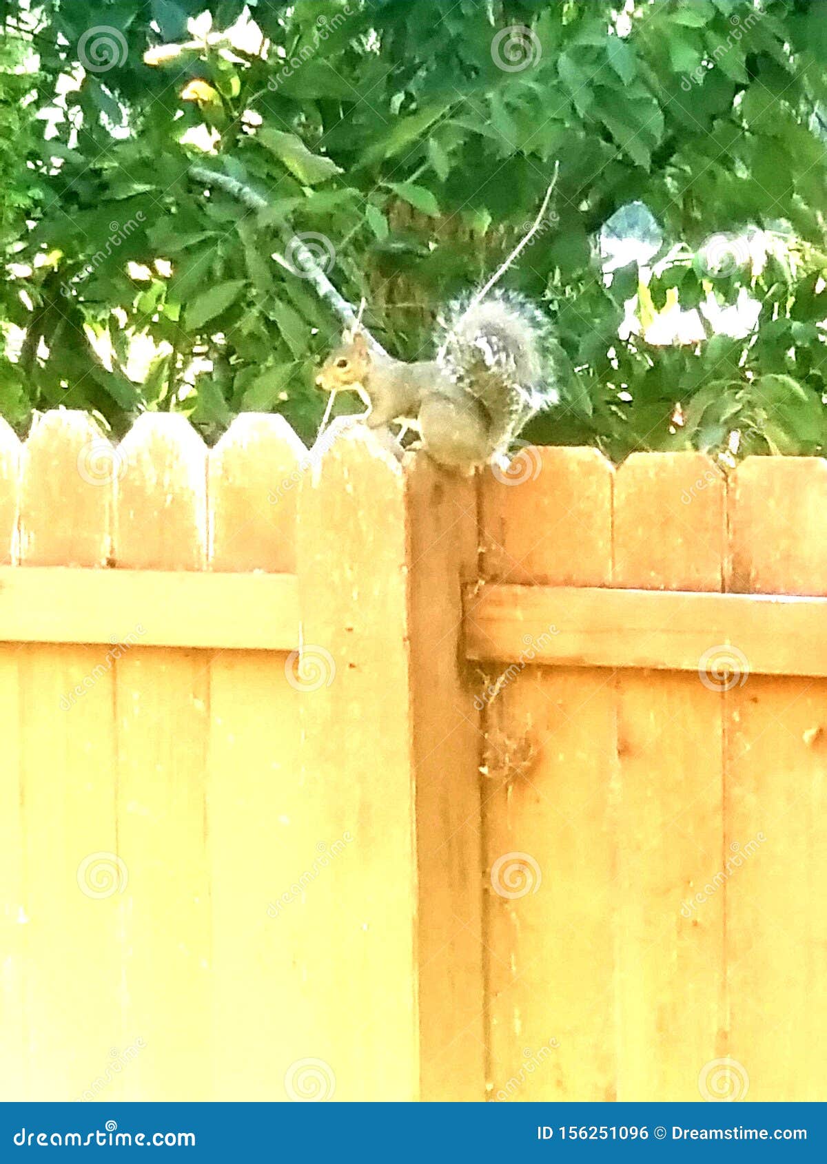 Fancy Squirrel on Fence stock photo. Image of fancy - 156251096