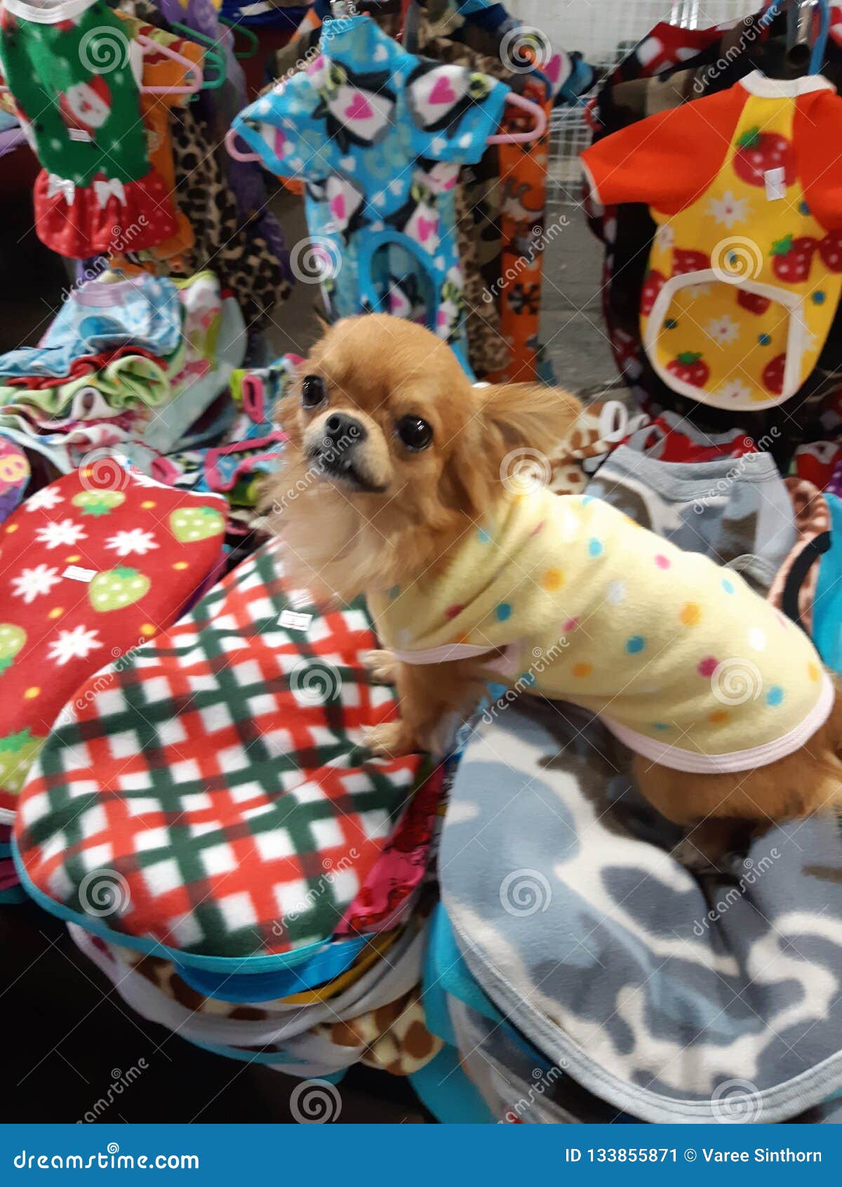 Model of the week stock image. Image of fancy, model - 133855871