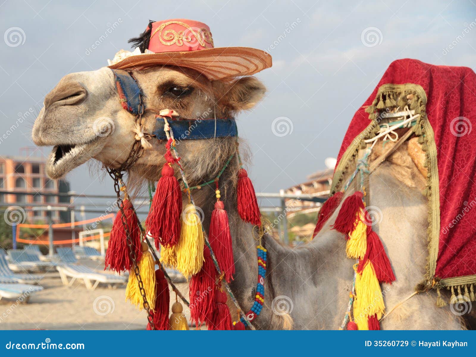 Fancy touristic camel stock image. Image of nature, desert - 35260729
