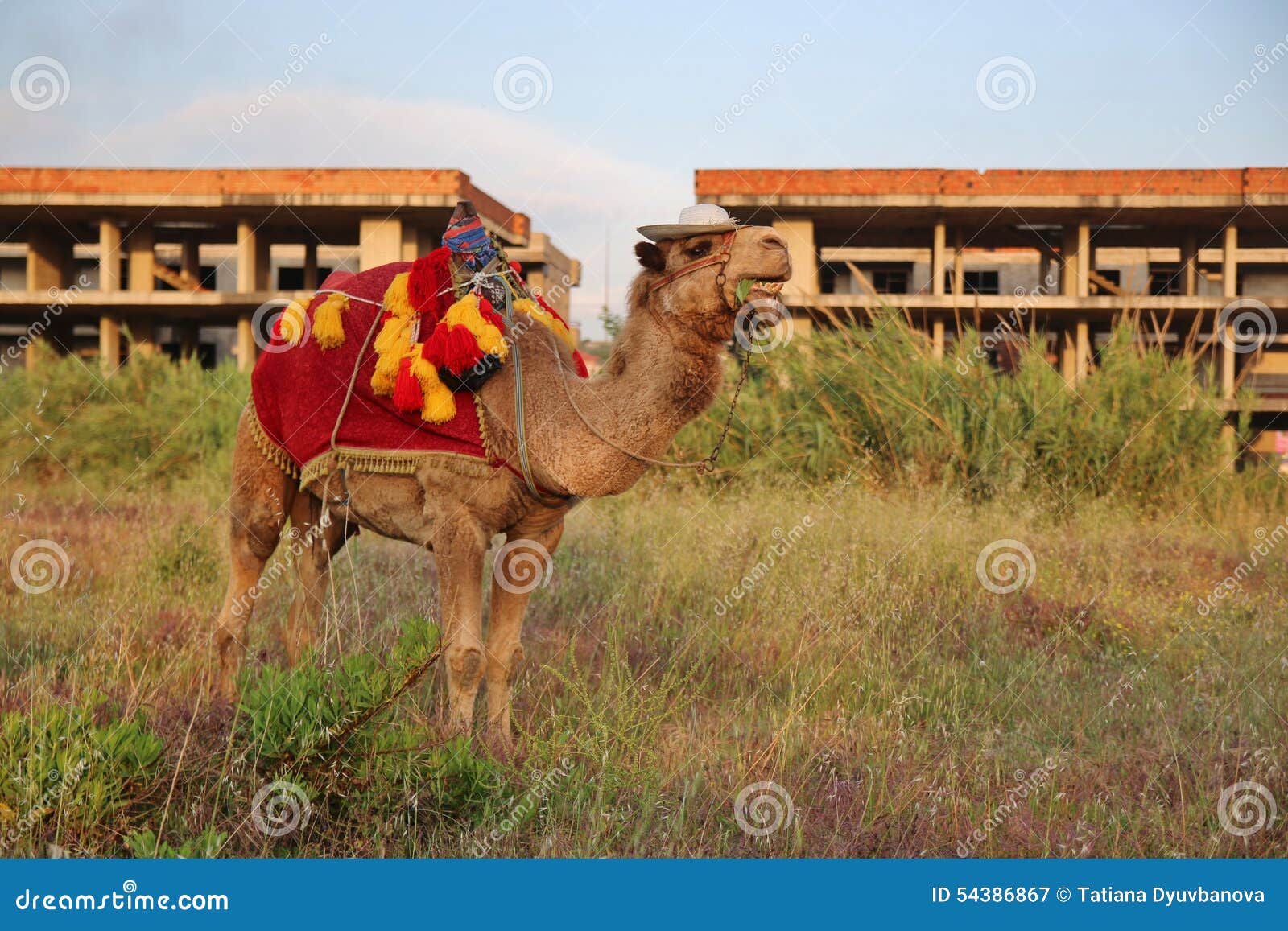 Fancy touristic camel stock image. Image of camel, arab - 54386867