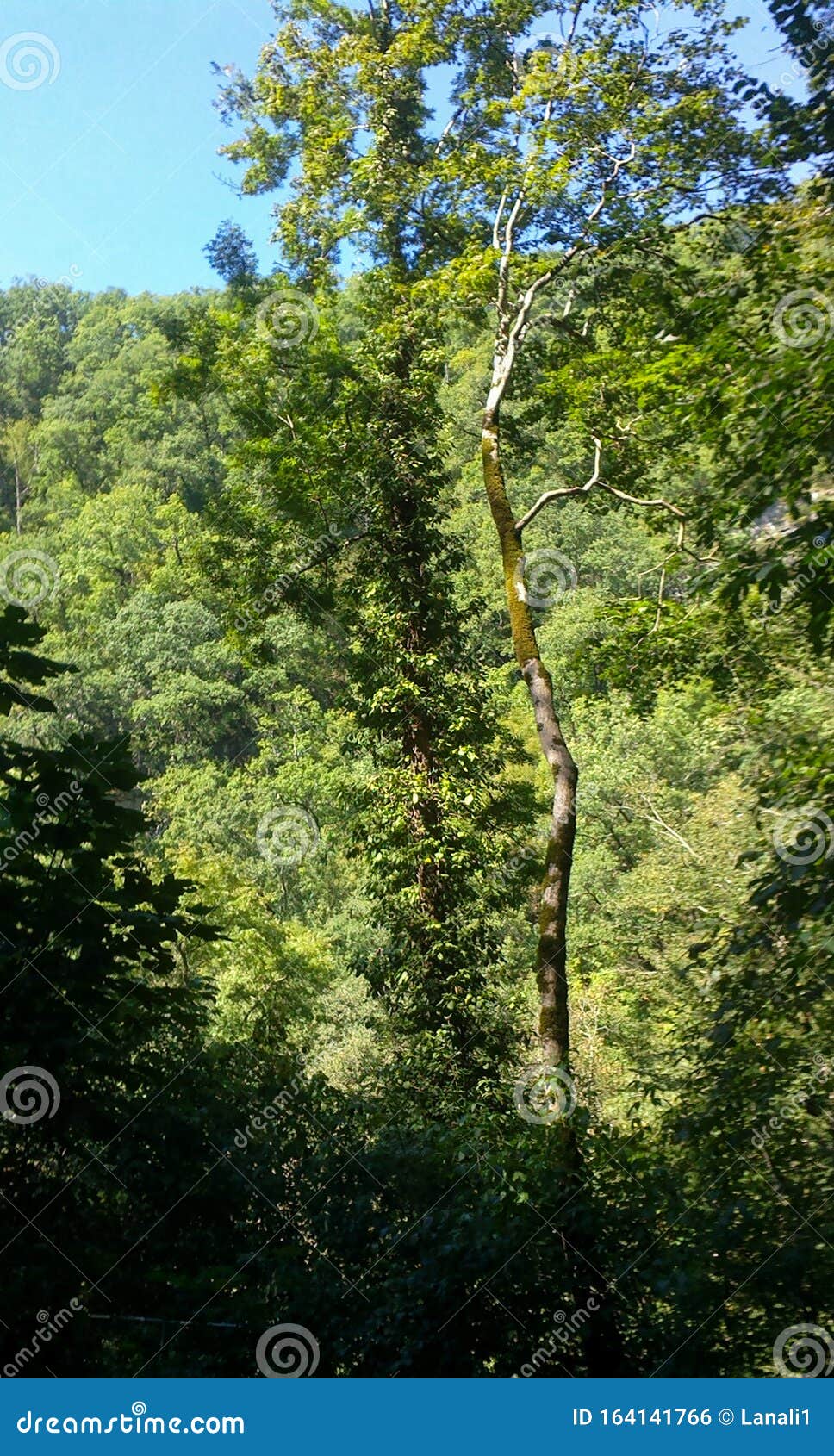 Fancy Tree in a Beautiful Forest Stock Photo - Image of shadow, high ...