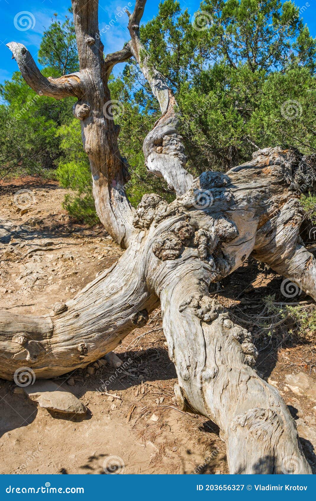 Fancy tree stock image. Image of branch, green, detail - 203656327