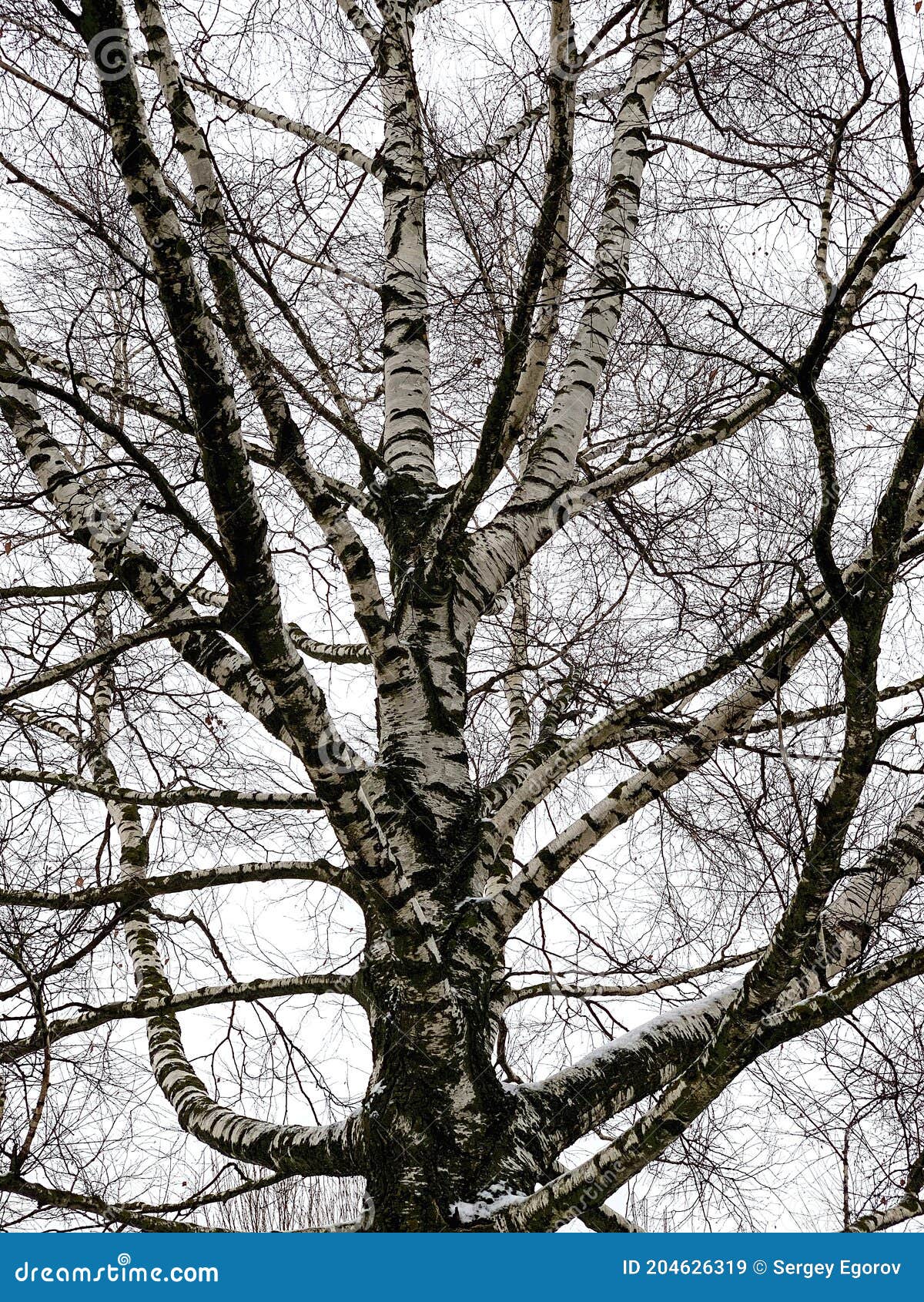 Fancy tree stock image. Image of branches, fancy, tree - 204626319