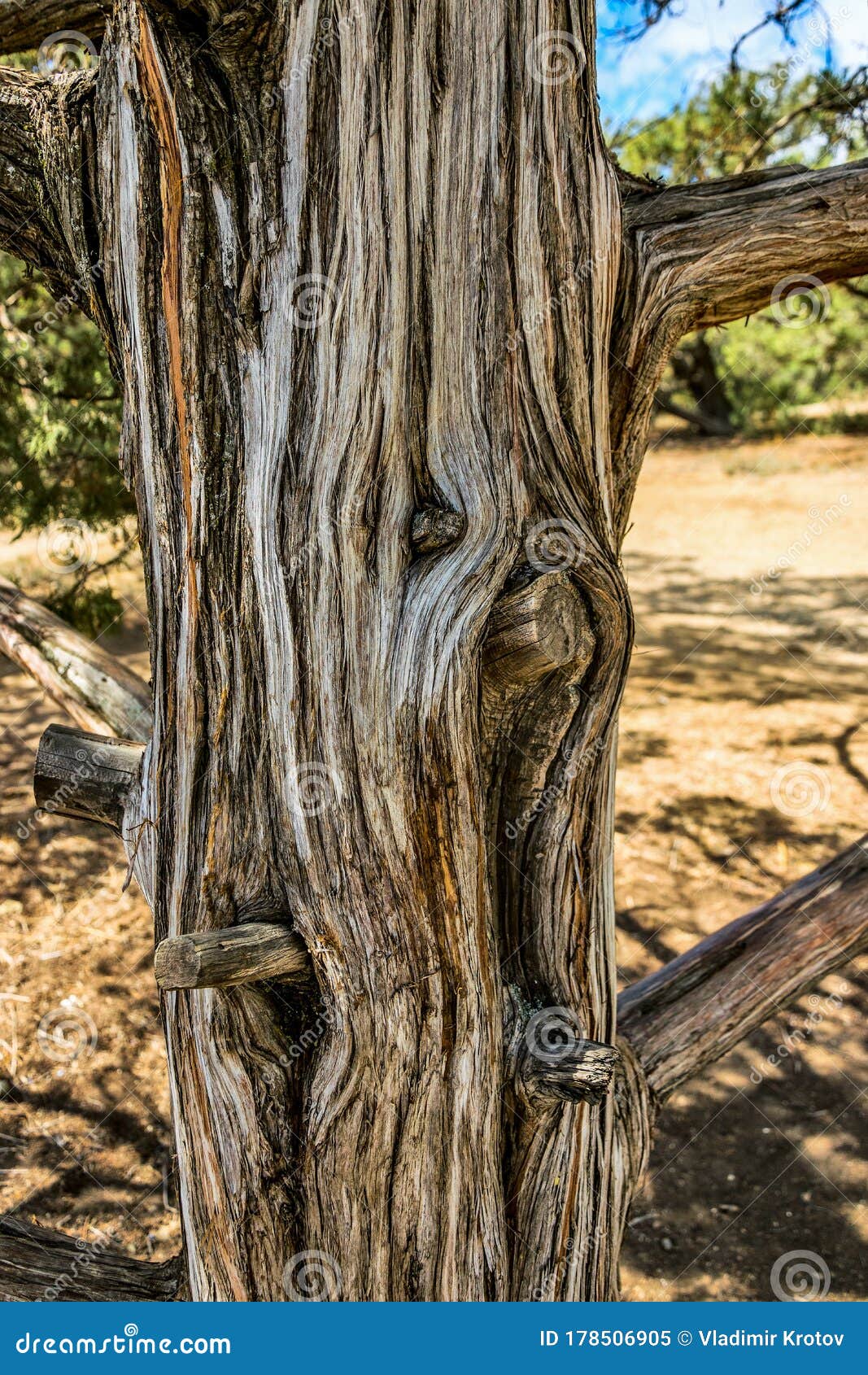 Fancy Tree stock image. Image of detail, forest, plant - 178506905