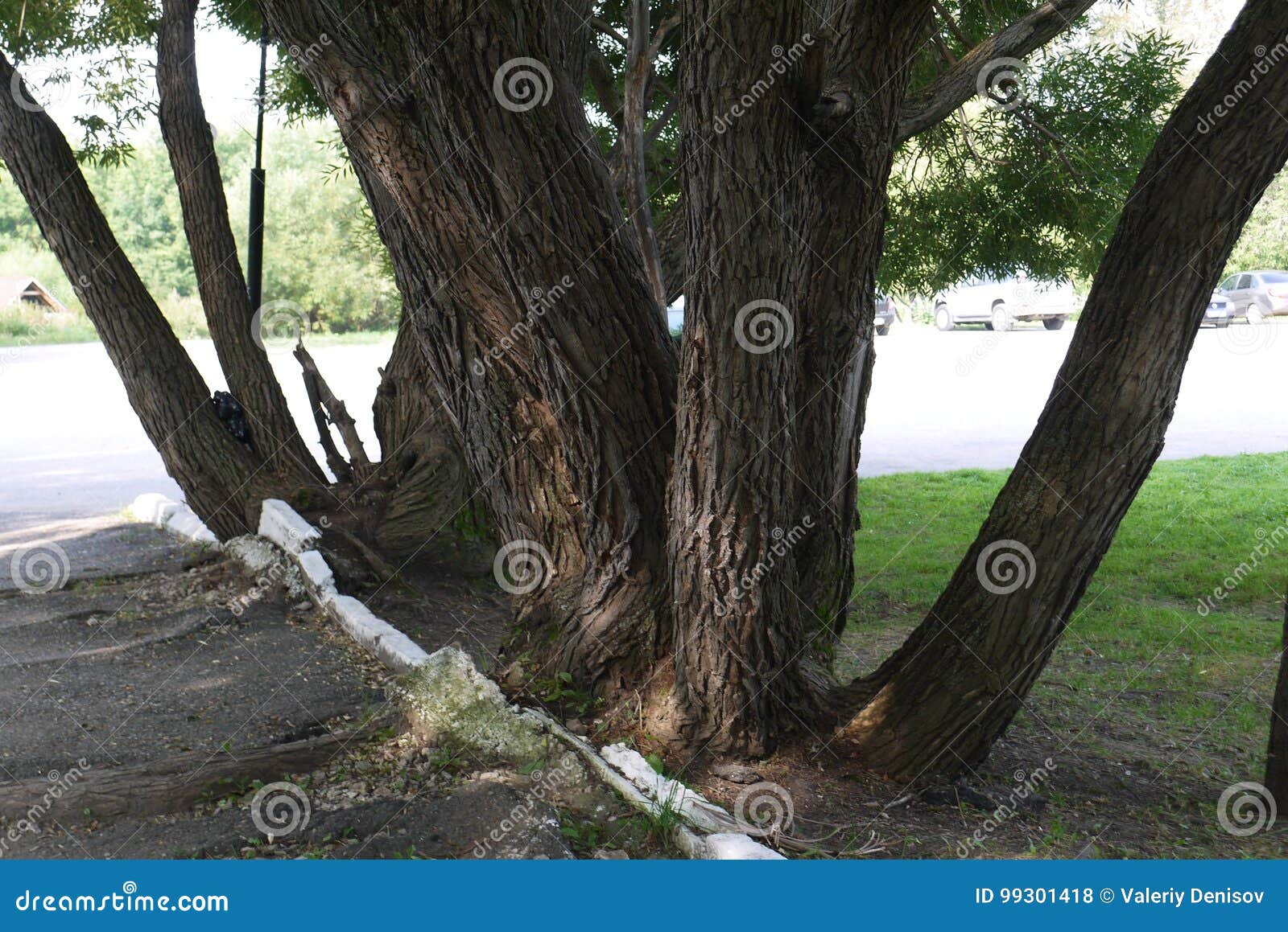 Fancy trees stock photo. Image of tree, bizzare, imagination - 99301418