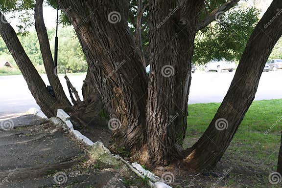 Fancy trees stock photo. Image of tree, bizzare, imagination - 99301418