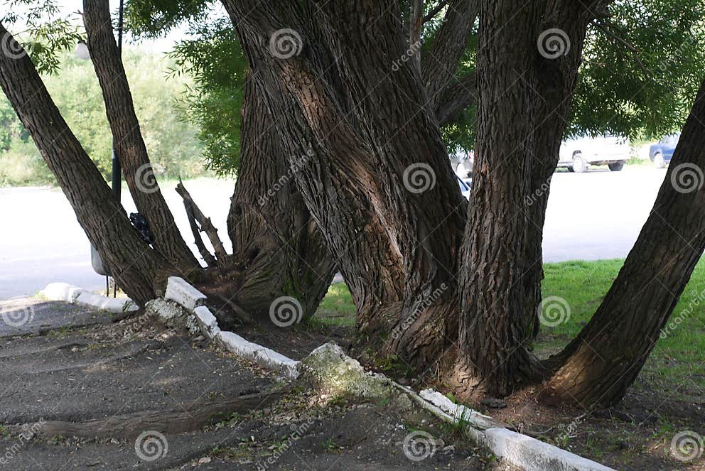 Fancy trees stock photo. Image of hollow, wonder, eccentricity - 99301486