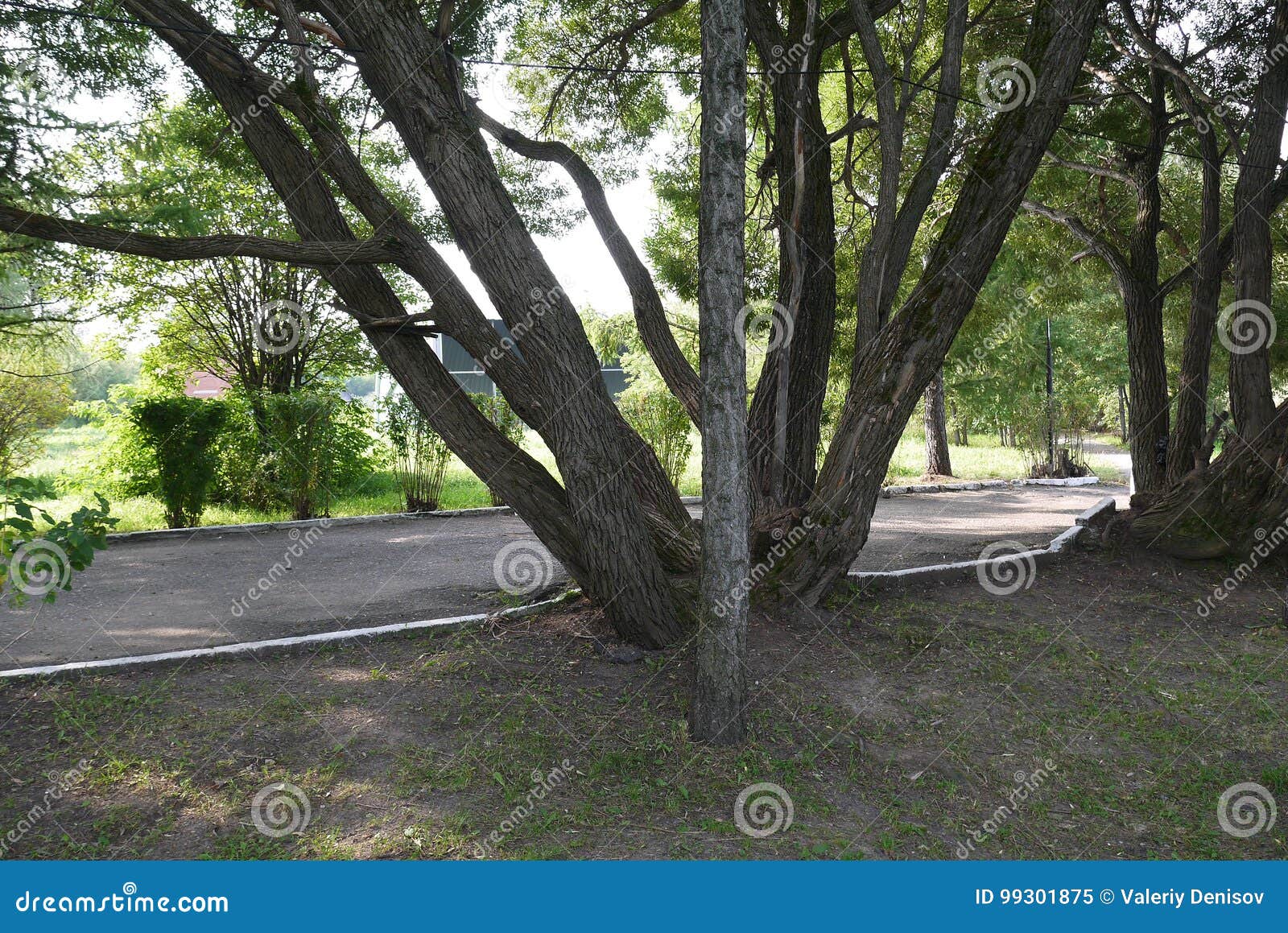 Fancy trees stock image. Image of miracles, bough, willow - 99301875