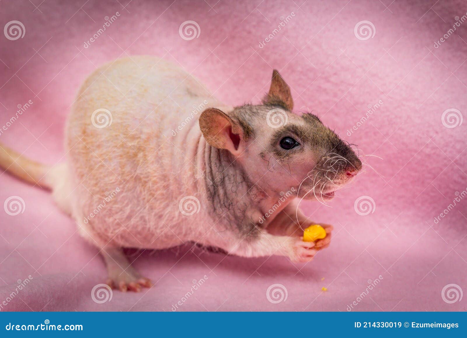 Fancy True Patchwork Pet Rat Stock Image - Image of fancy, breed: 214330019