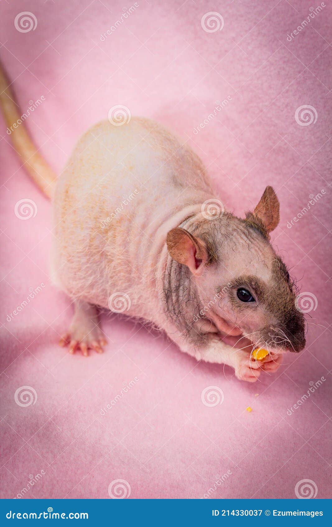 Fancy True Patchwork Pet Rat Stock Image - Image of breed, fuzzy: 214330037