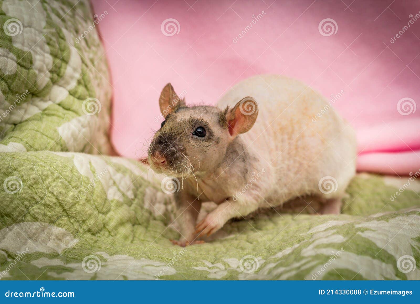 Fancy True Patchwork Pet Rat Stock Photo - Image of healthy, rorschach ...