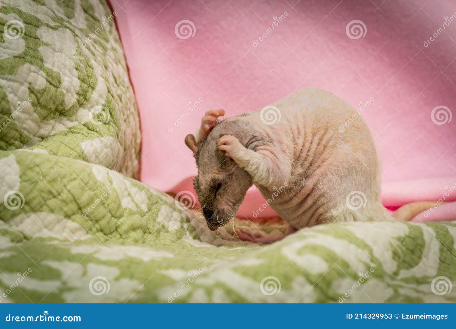 Fancy True Patchwork Pet Rat Stock Image - Image of furry, mammal ...