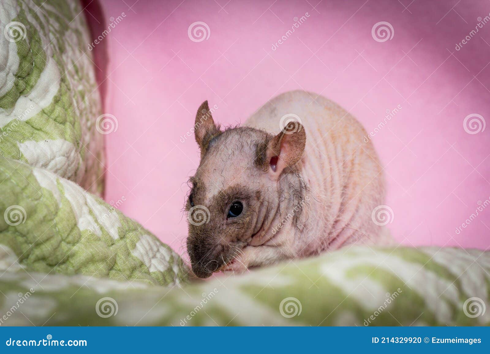 Fancy True Patchwork Pet Rat Stock Photo - Image of balding, bald ...