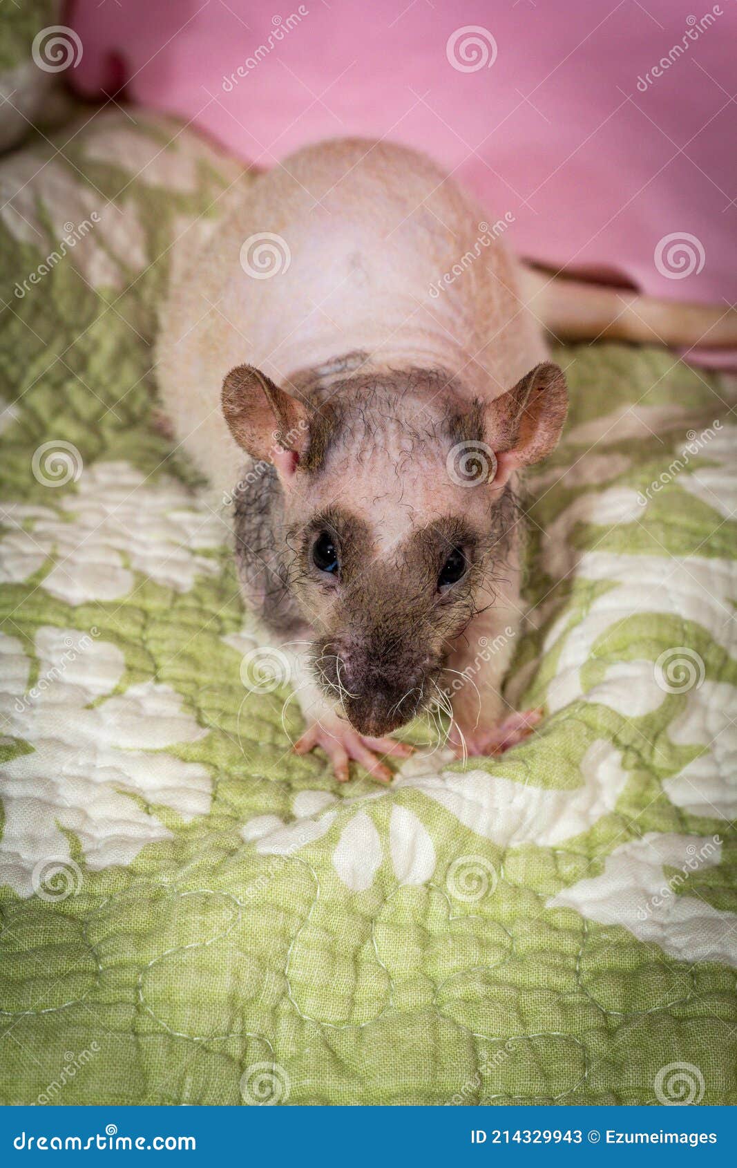 Fancy True Patchwork Pet Rat Stock Image - Image of friendly, rattus ...