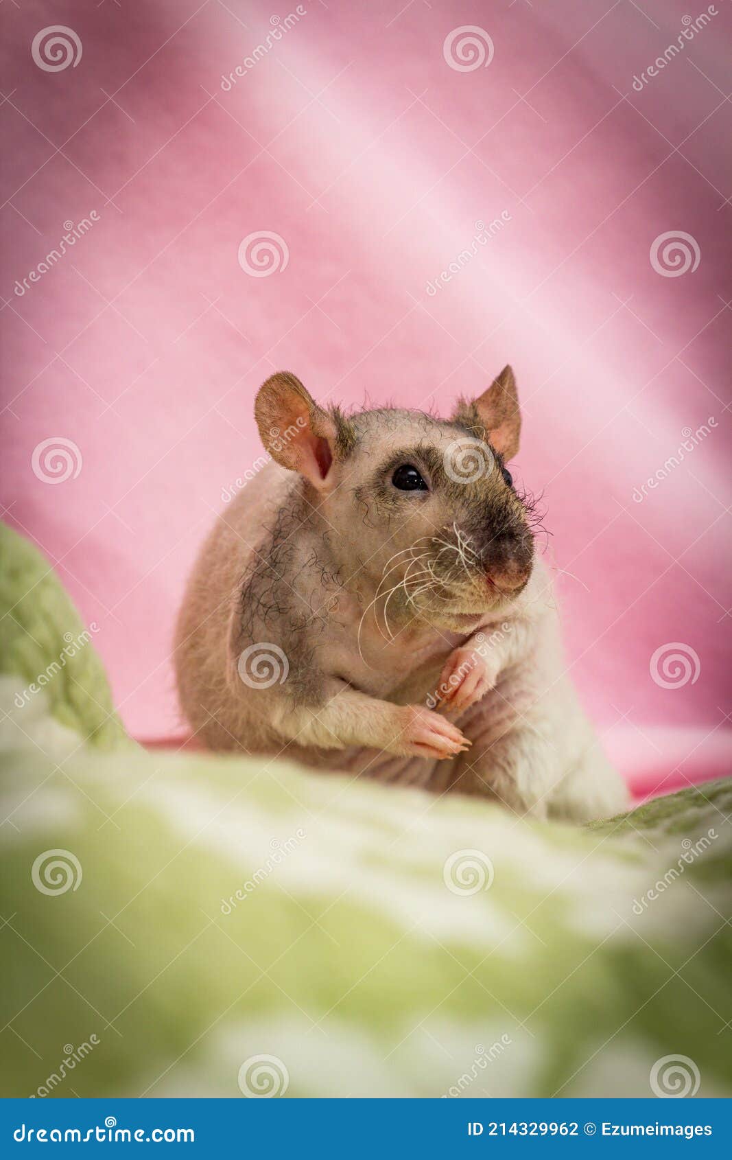 Fancy True Patchwork Pet Rat Stock Photo - Image of sofa, furry: 214329962
