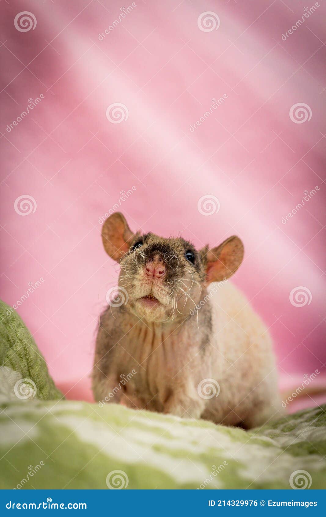 Fancy True Patchwork Pet Rat Stock Photo - Image of norvegicus, balding ...