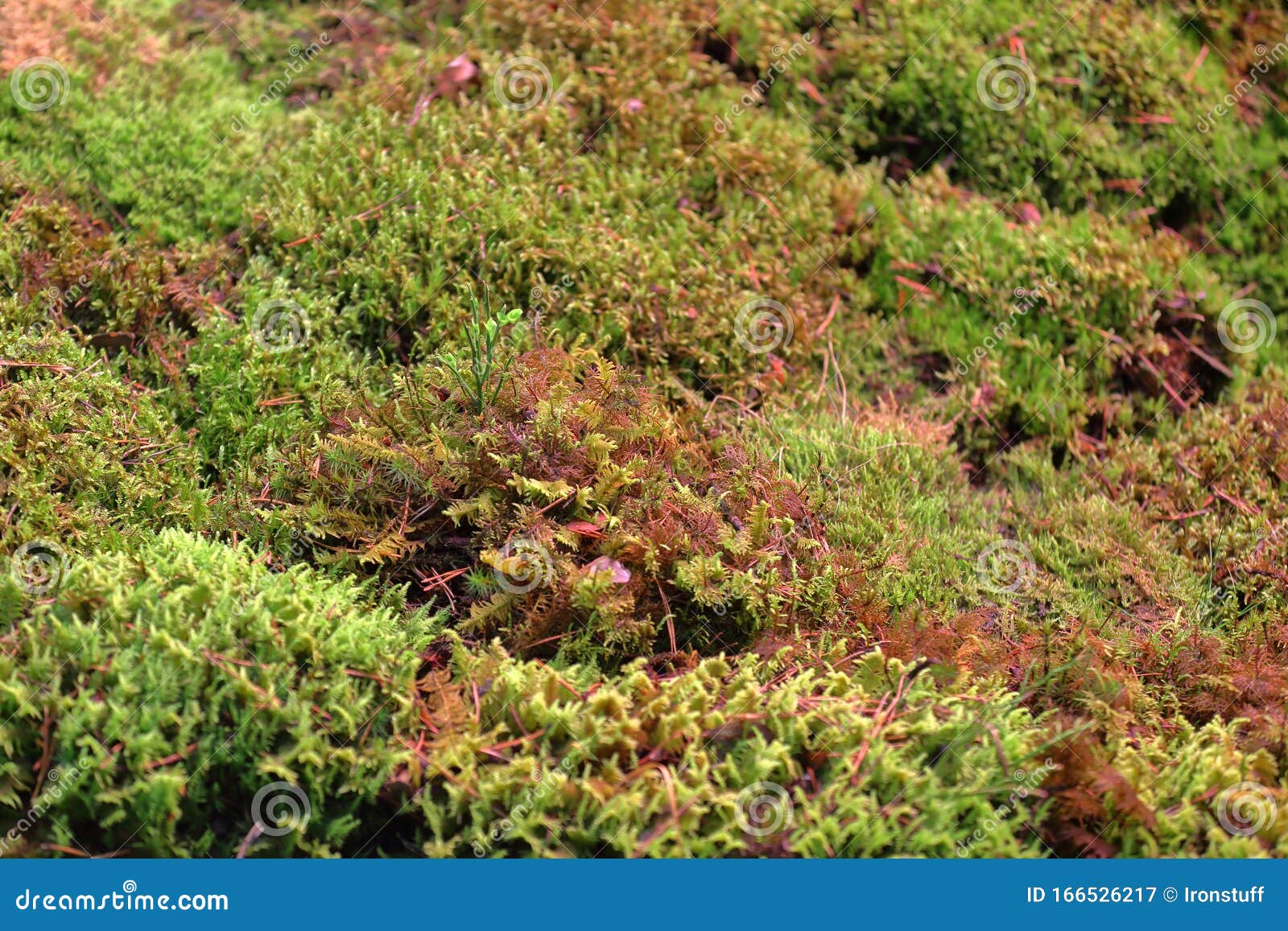 Fancy Vivid Natural Moss Pattern Stock Image - Image of wild, colored ...