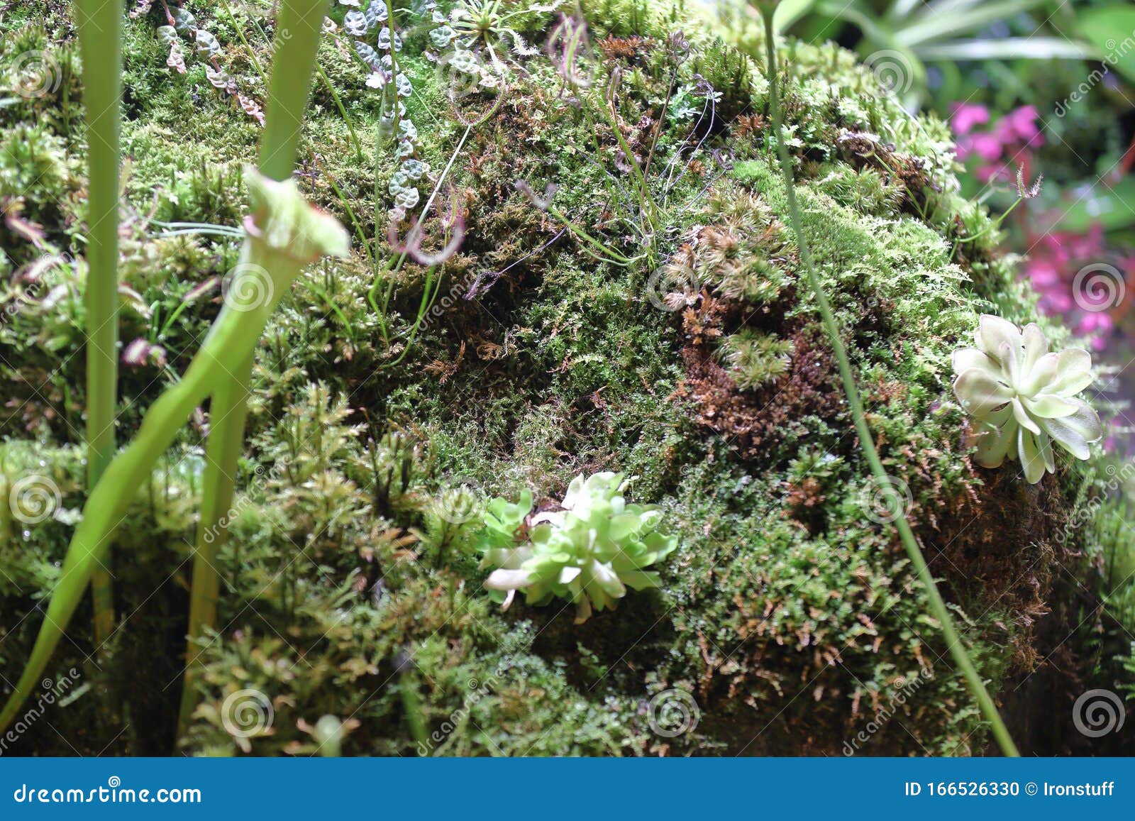 Fancy Vivid Natural Moss Pattern Stock Photo - Image of moss, close ...