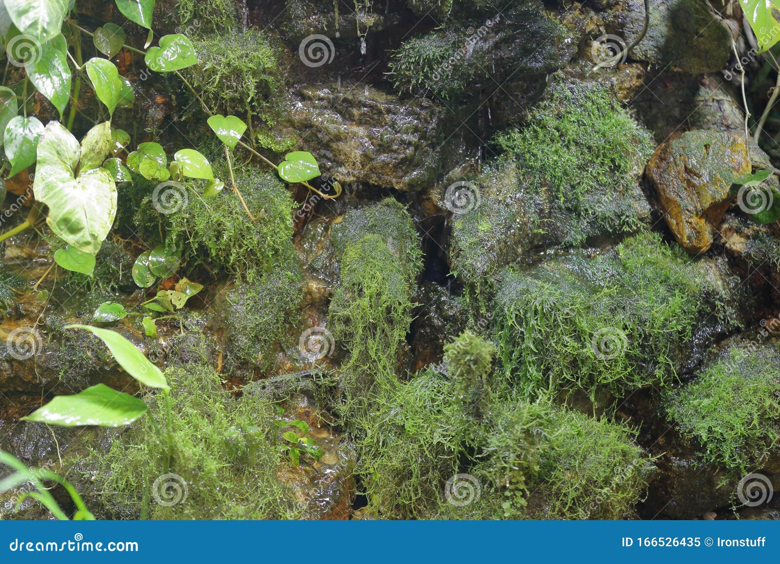 Fancy Vivid Natural Moss Pattern Stock Image - Image of color, grass ...