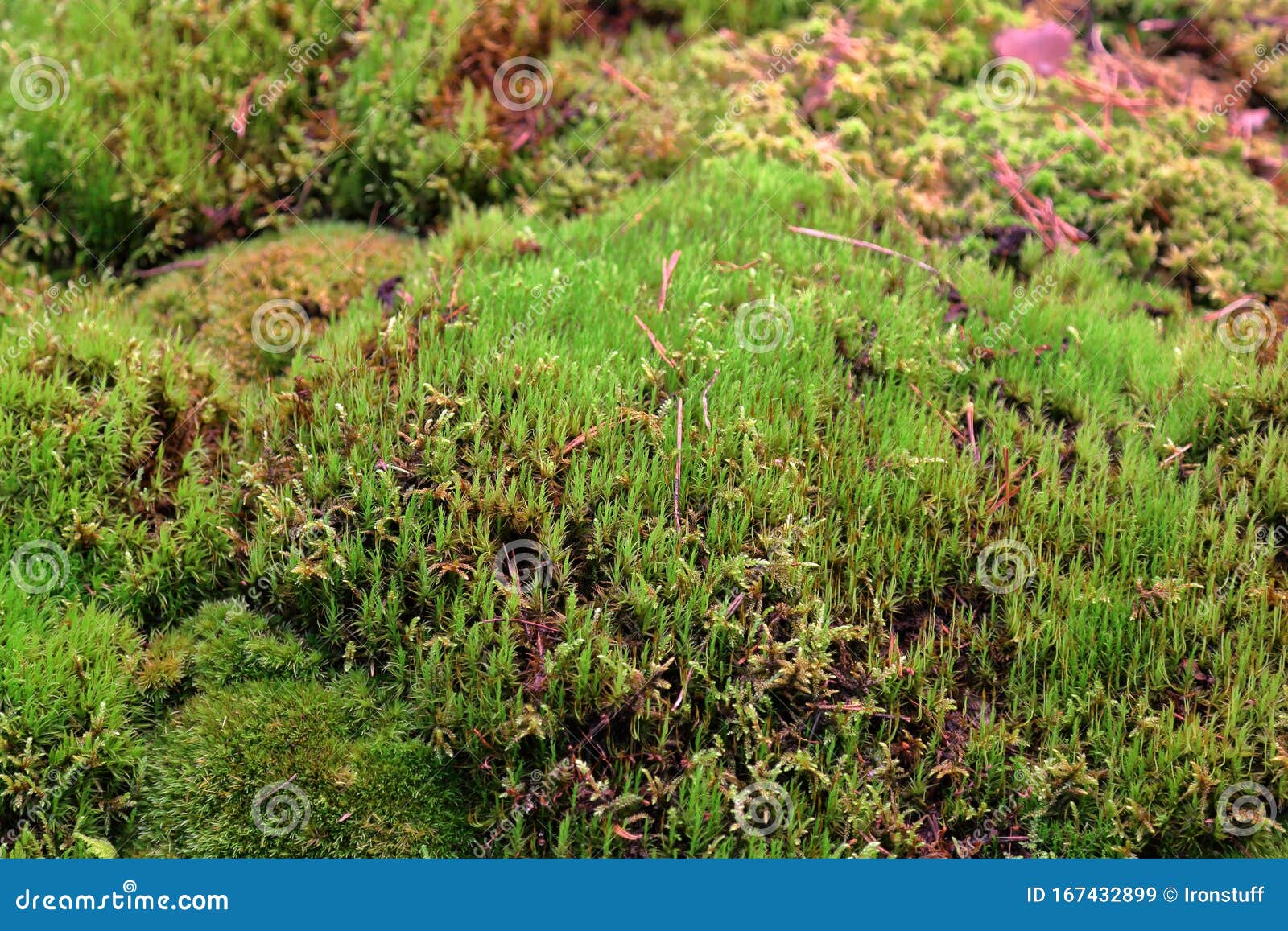 Fancy Vivid Natural Moss Pattern Stock Image - Image of background ...