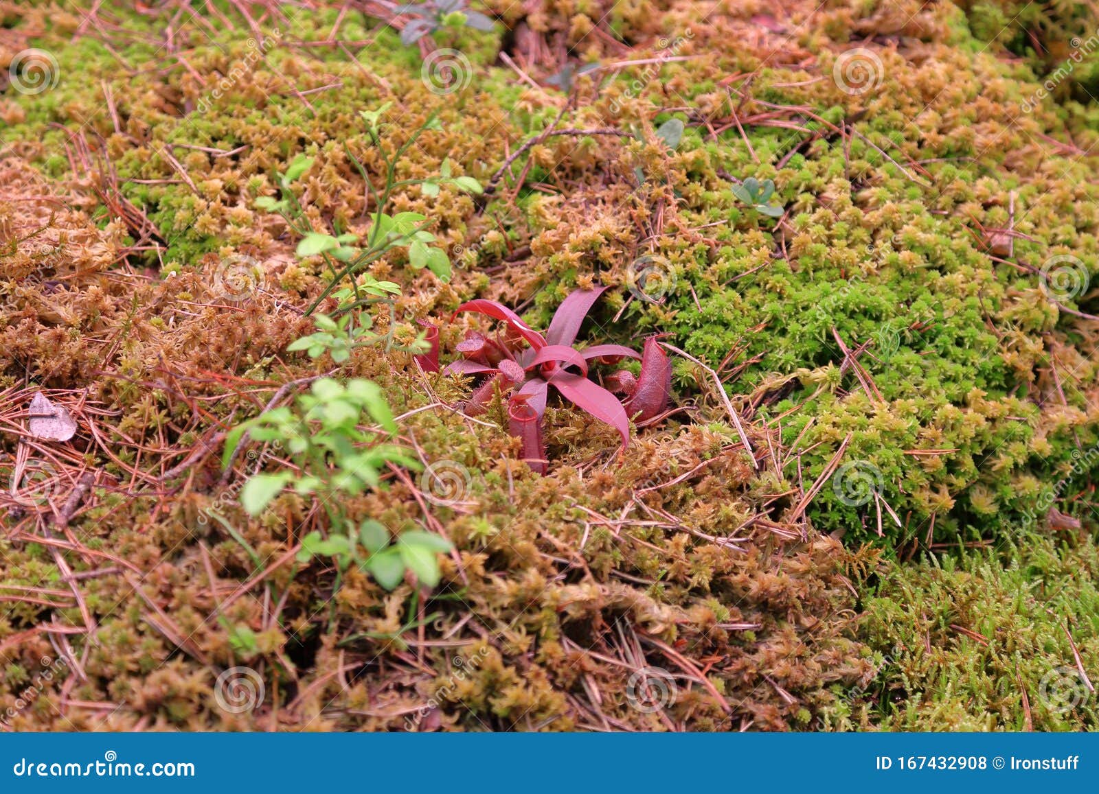 Fancy Vivid Natural Moss Pattern Stock Photo - Image of colorful ...