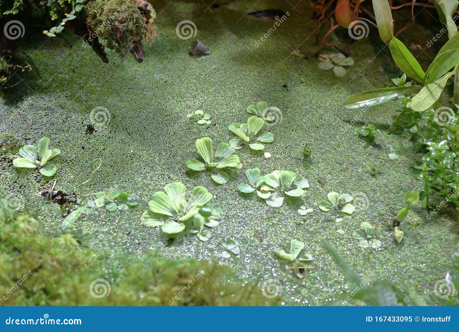 Fancy Vivid Natural Moss Pattern Stock Image - Image of background ...
