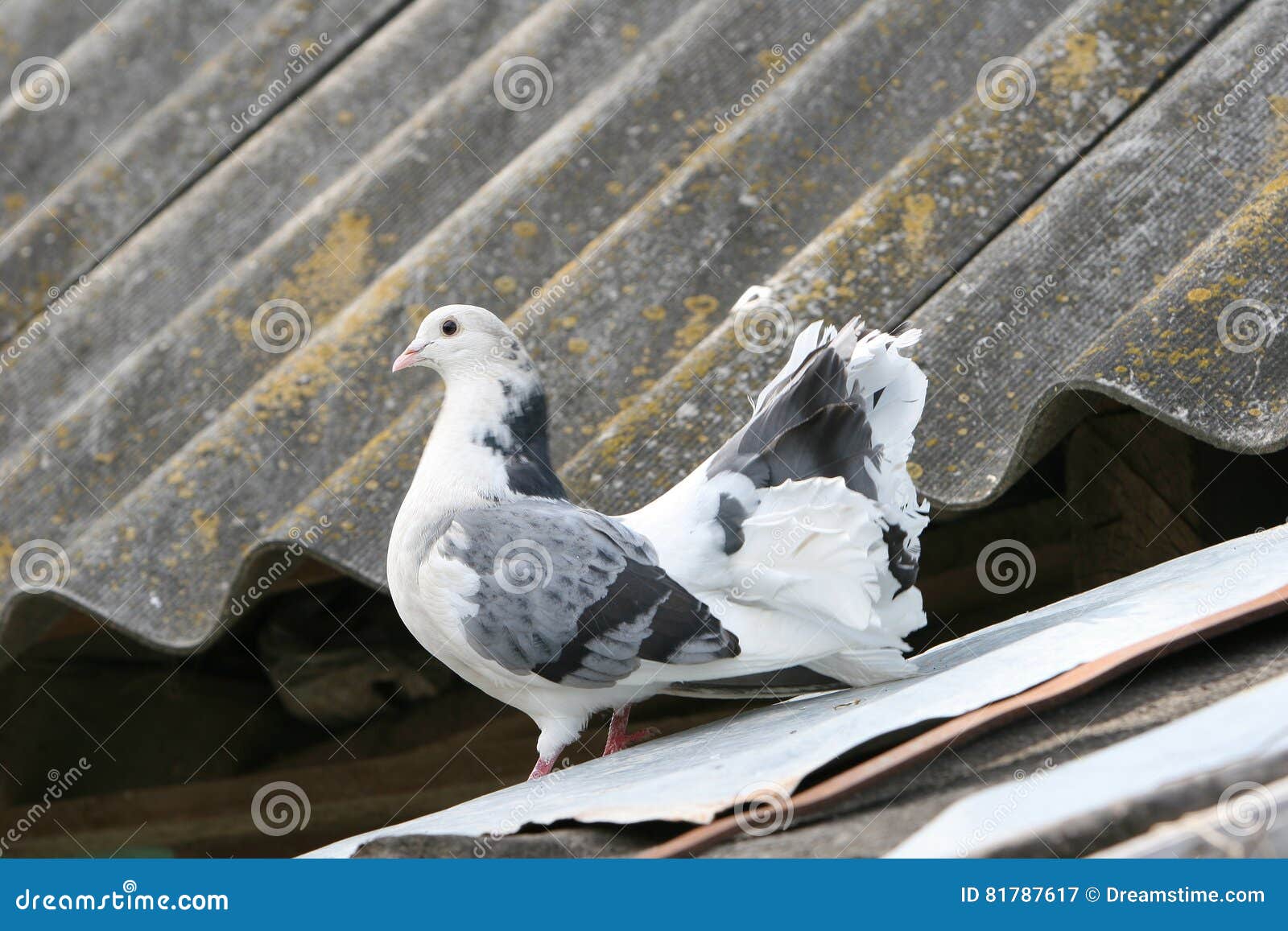 Fancy White Pigeon on the Roof Stock Image - Image of fancy, village ...
