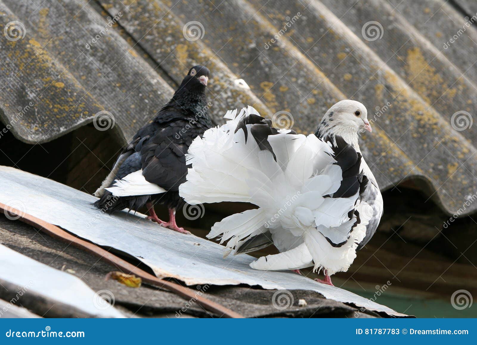 Fancy White Pigeon on the Roof Stock Image - Image of pigeons, fancy ...