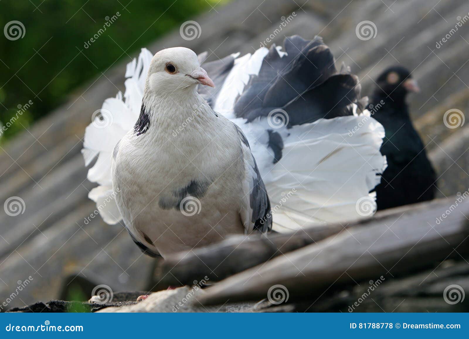 Fancy White Pigeon on the Roof Stock Photo - Image of pigeons, birds ...