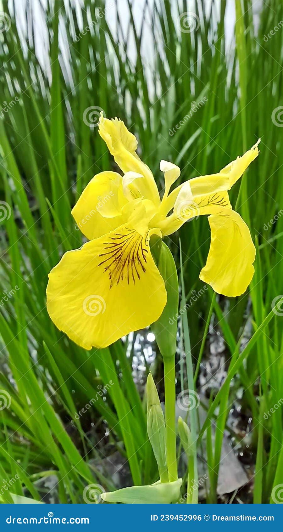 Fancy yellow lilly stock photo. Image of lily, fancy - 239452996