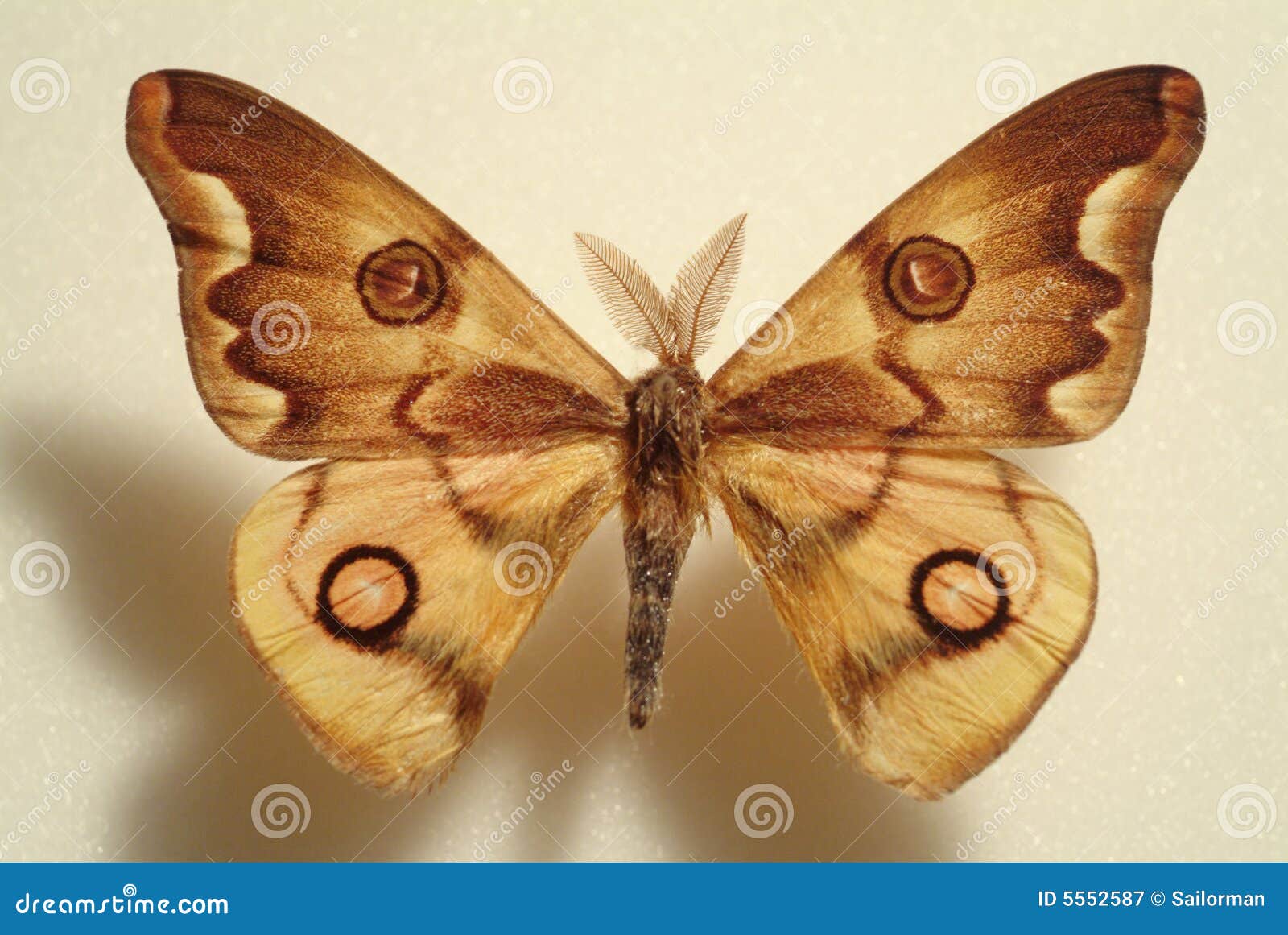 Fancy yellow moth stock image. Image of wings, golden - 5552587