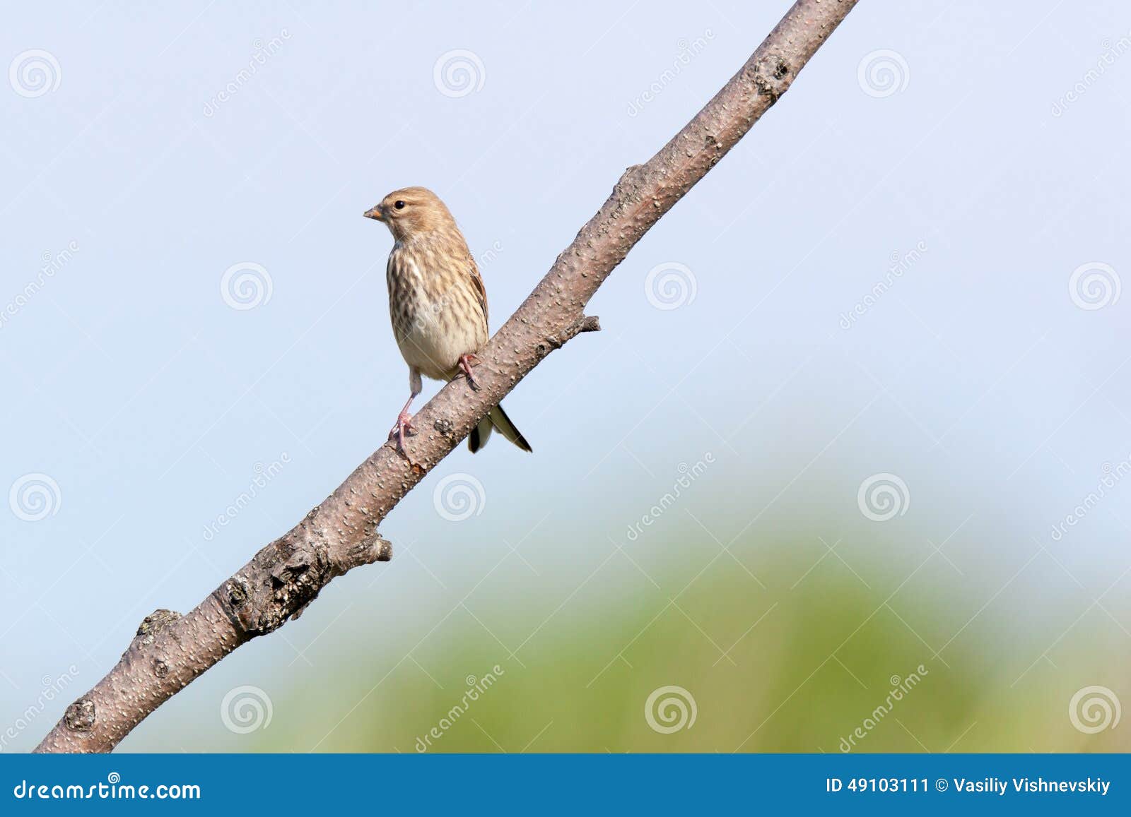 Fanello (cannabina Di Acanthis) Immagine Stock - Immagine di spazio ...