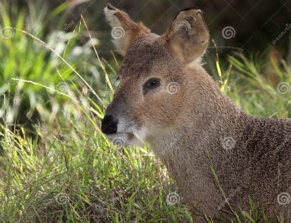 Fanged Deer stock photo. Image of foliage, grass, pasture - 28244462