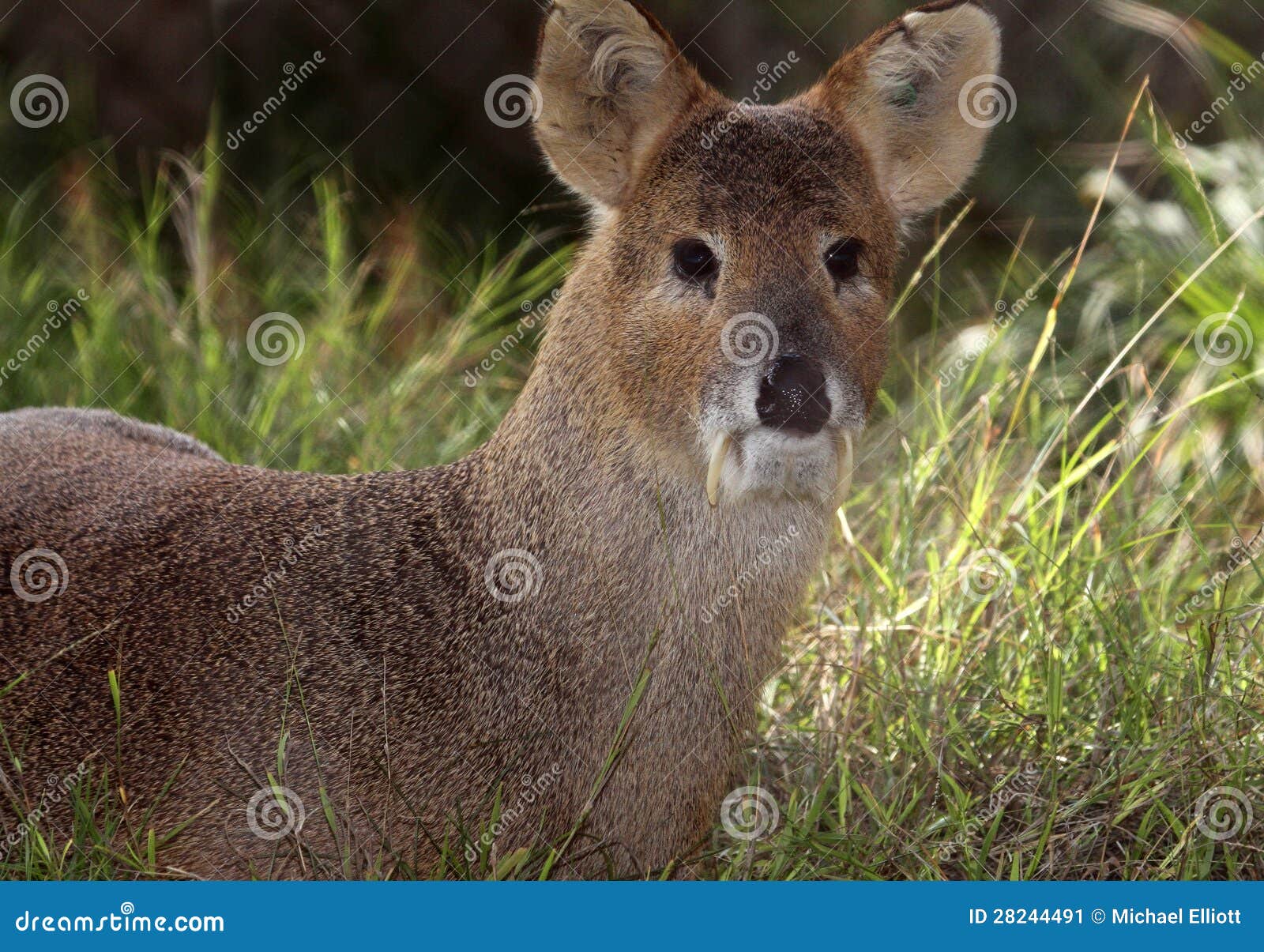 Fanged Deer stock image. Image of forest, grass, fanged - 28244491