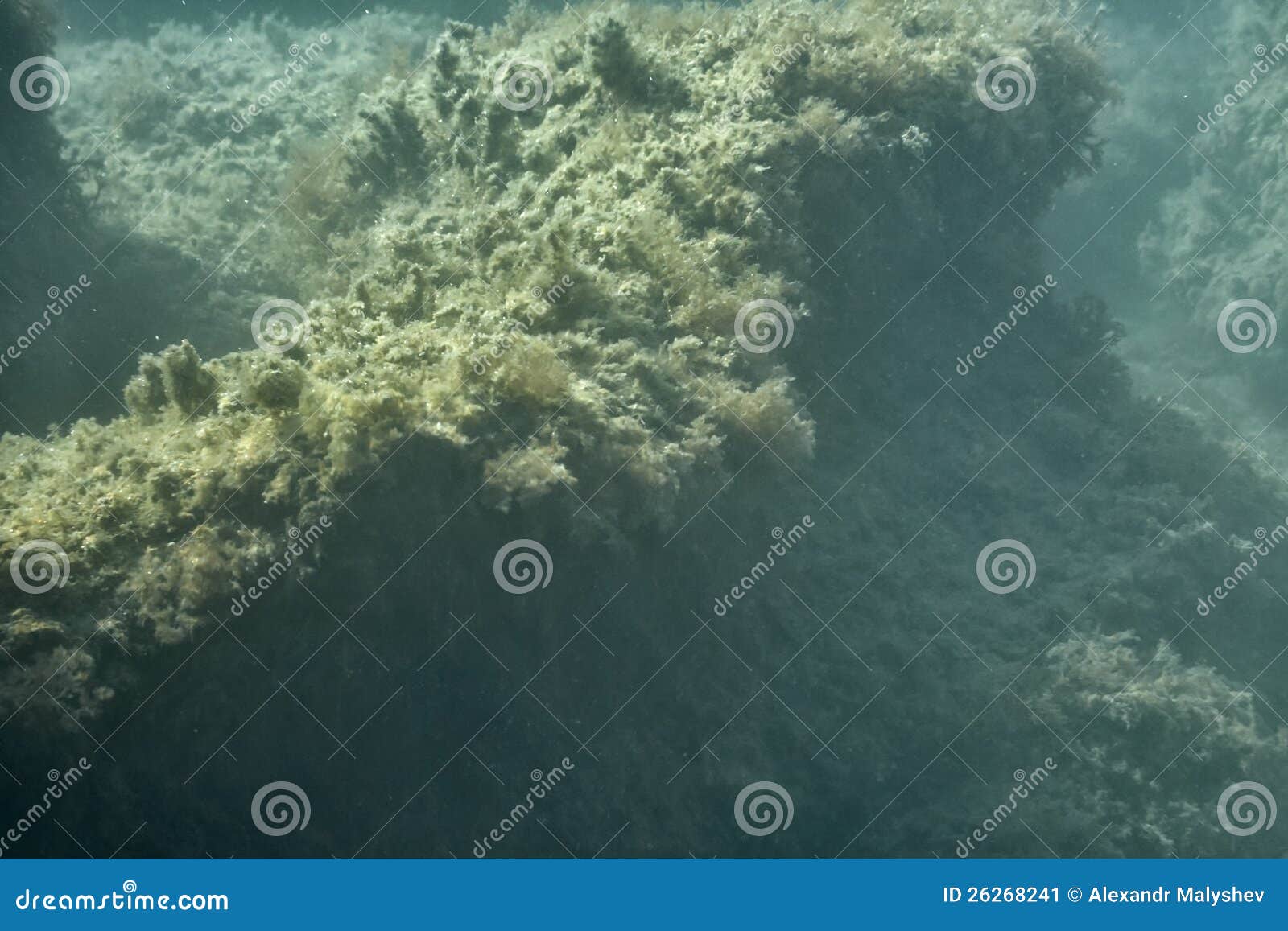 Fango marina. imagen de archivo. Imagen de océano, extracto - 26268241