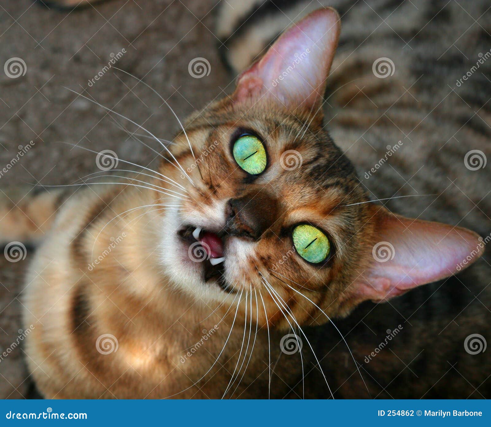 Fangs stock photo. Image of dentists, beautiful, animal - 254862