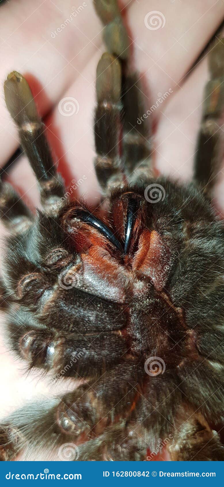 Fangs stock photo. Image of tarantula, spider, fangs - 162800842