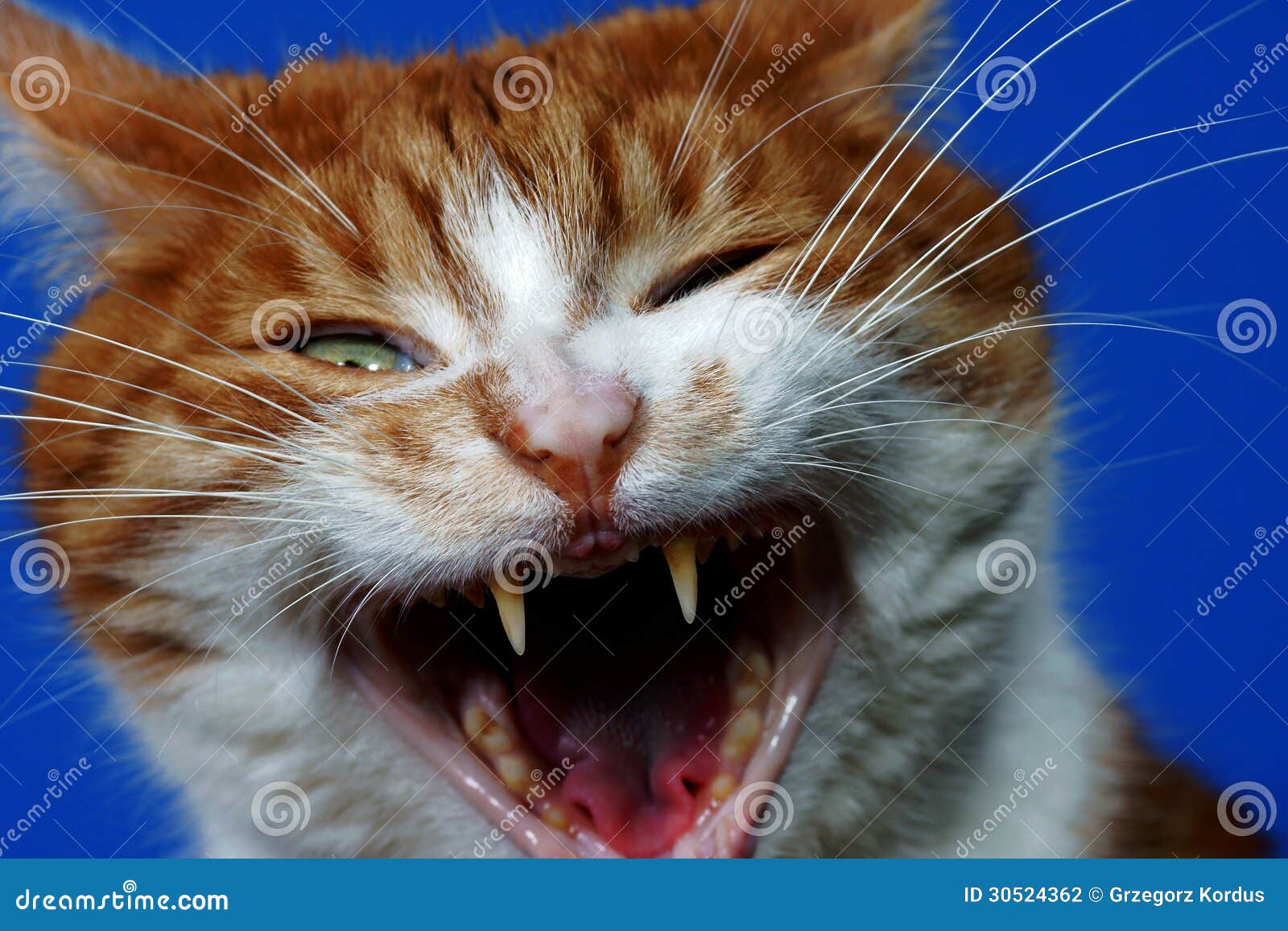 Fangs wild ginger cat stock photo. Image of mustache - 30524362