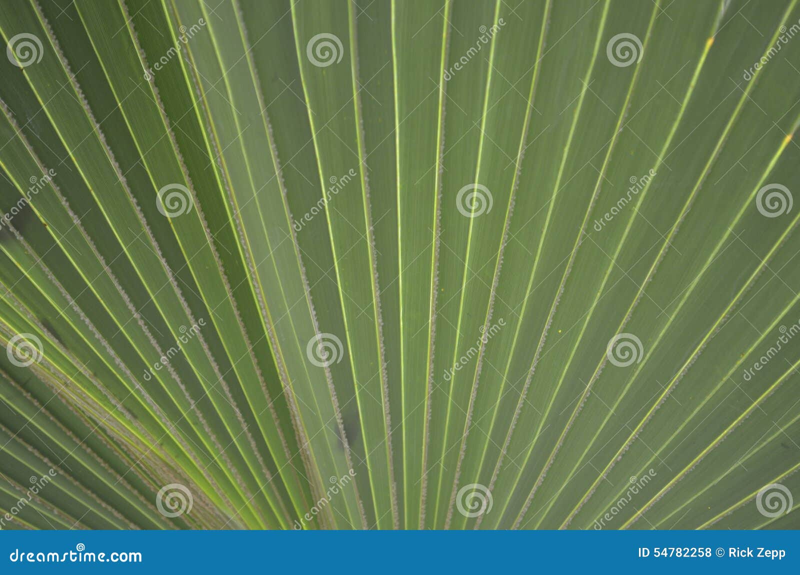 Fanned out palm leaf stock photo. Image of unfolded, palm - 54782258