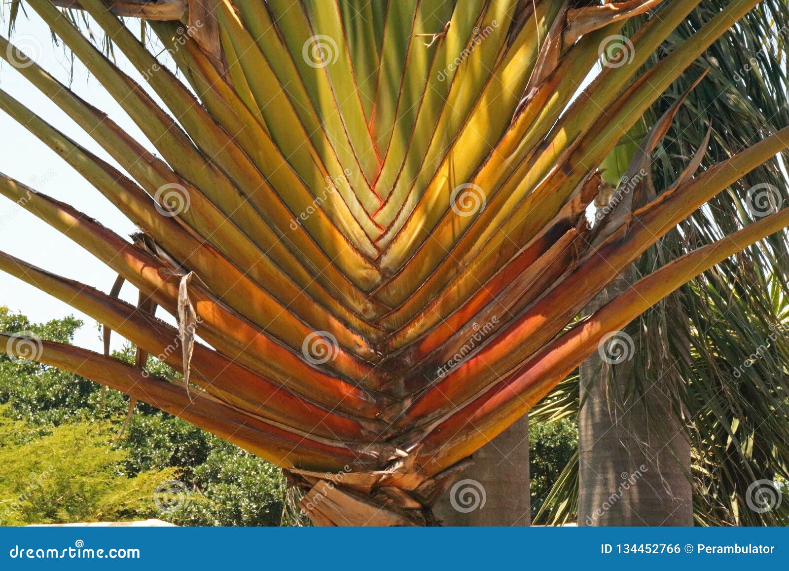 FANNING BASE of a PALM LEAF Stock Photo - Image of base, stems: 134452766