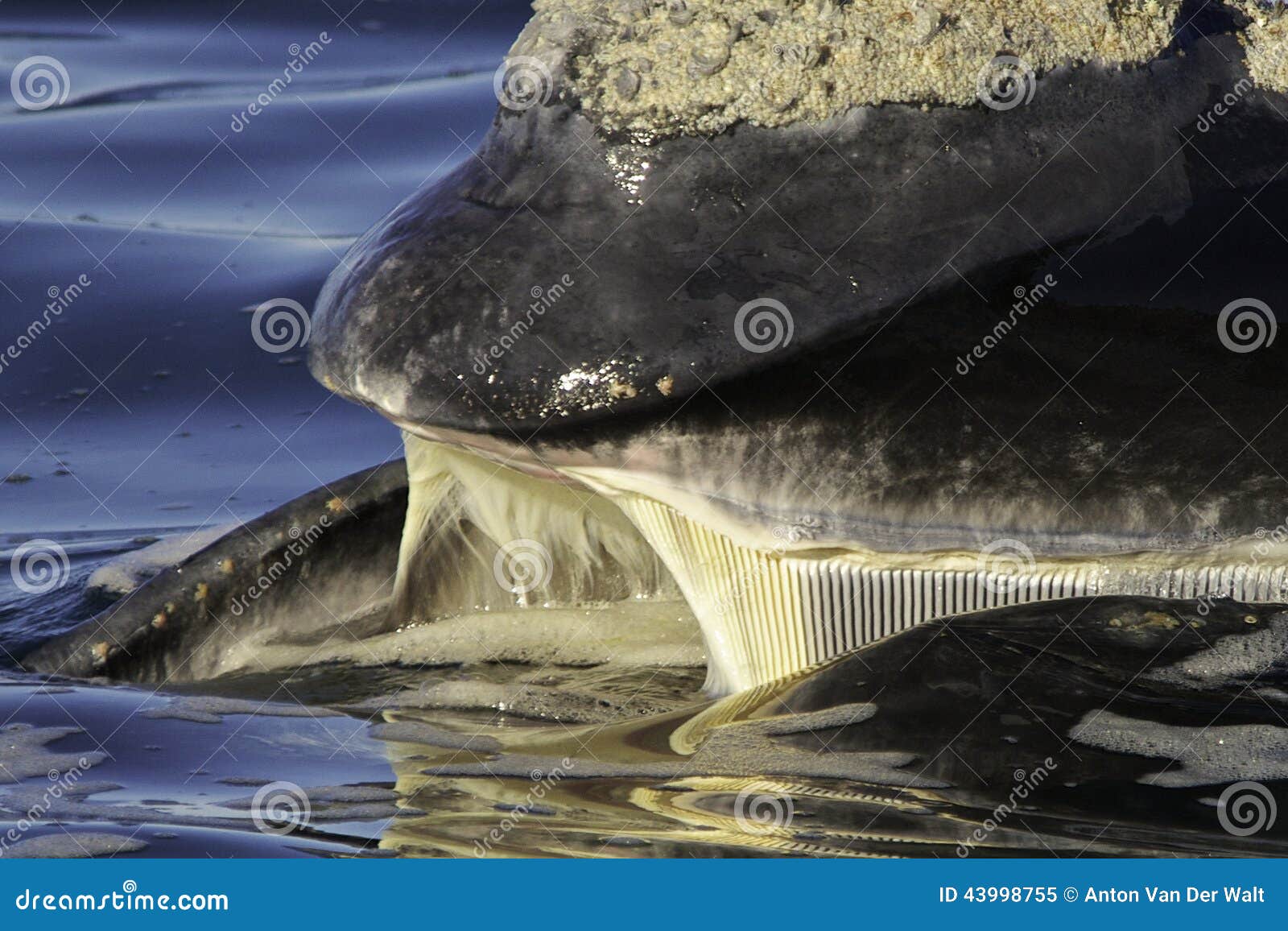 Fanone giusto del sud immagine stock. Immagine di passera - 43998755