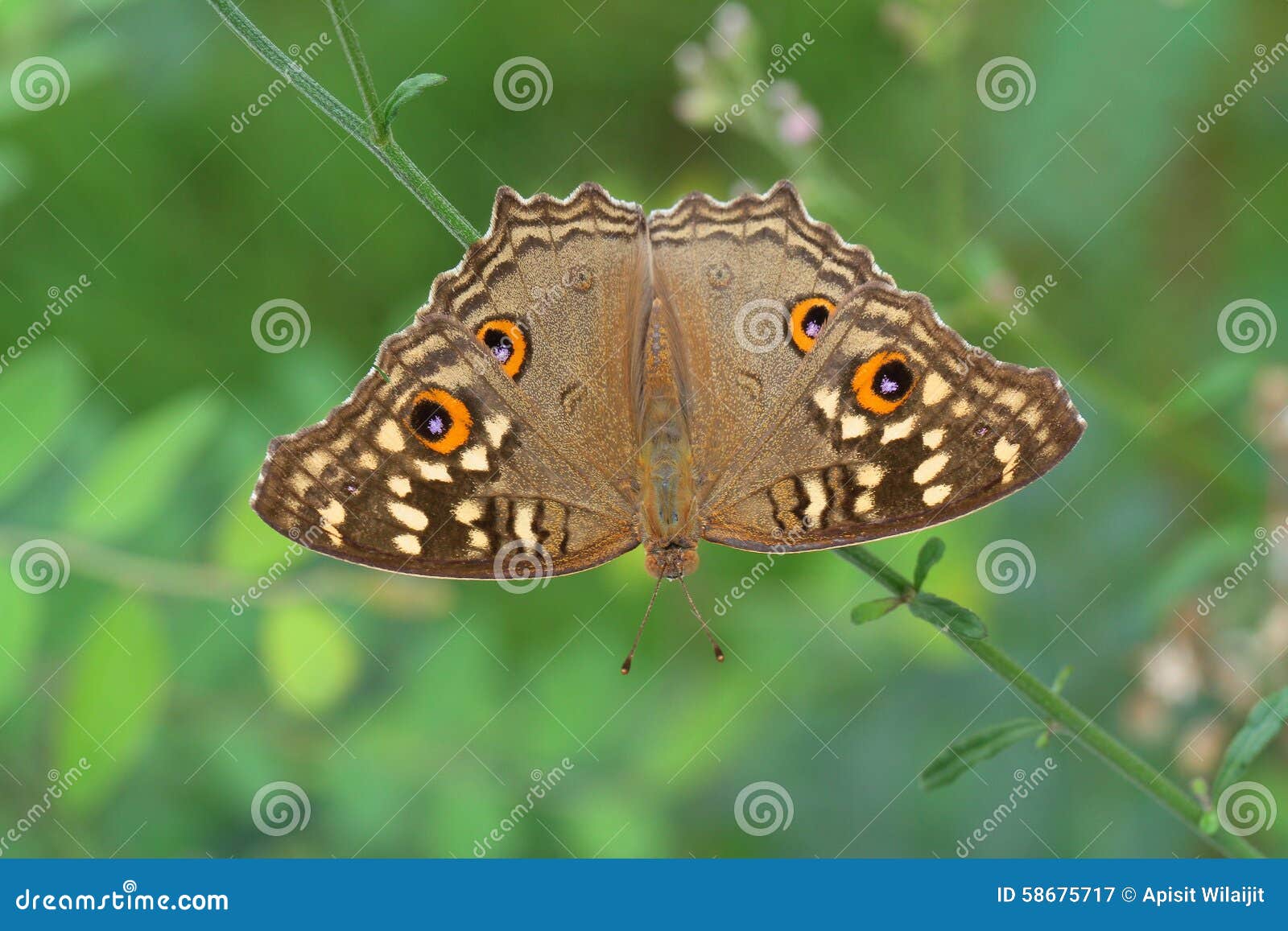 Fansy Butterfly stock image. Image of closeup, green - 58675717